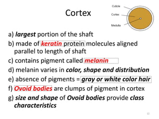 1st hair notes teacher | PPTX