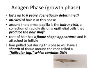 1st hair notes teacher | PPTX