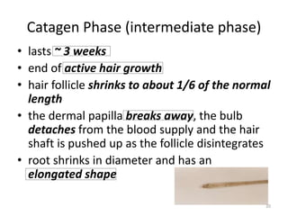 1st hair notes teacher | PPTX