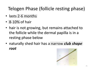 1st hair notes teacher | PPTX