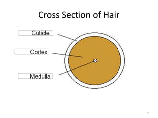 1st hair notes teacher | PPTX