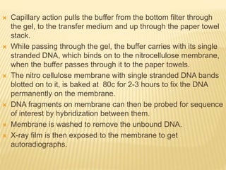 Blotting techniques | PPT