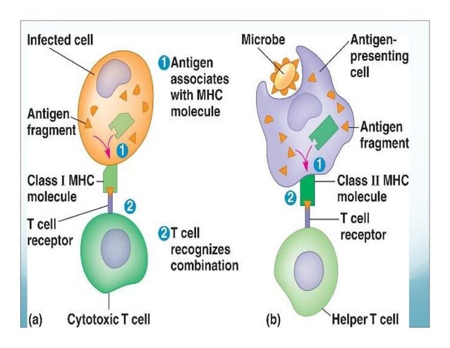 Types of Immunity and cells | PDF