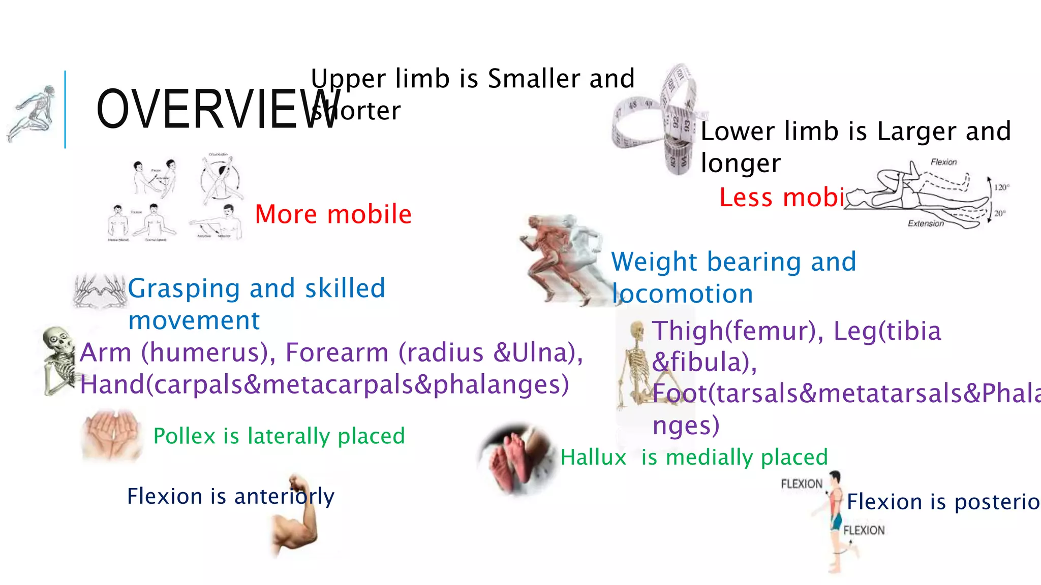 osteology of lower limb with Dr. Ameera A. Al-Humidi.pptx