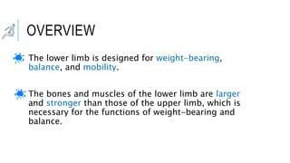 osteology of lower limb with Dr. Ameera A. Al-Humidi.pptx