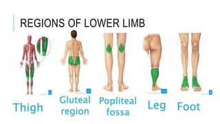osteology of lower limb with Dr. Ameera A. Al-Humidi.pptx