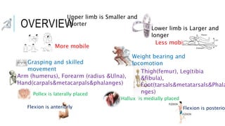 osteology of lower limb with Dr. Ameera A. Al-Humidi.pptx