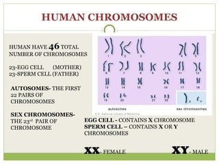 INTRODUCTION TO GENETICS.pptx GREGOR MENDEL | PPT