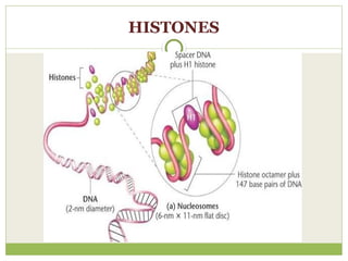 INTRODUCTION TO GENETICS.pptx GREGOR MENDEL | PPT