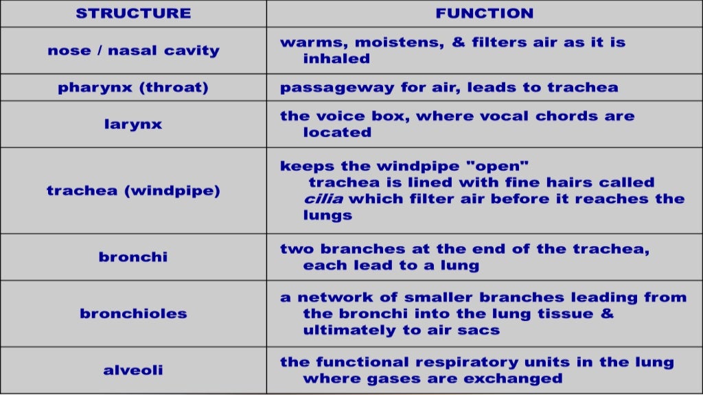 1st science 12 describes the function of each respiratory organ