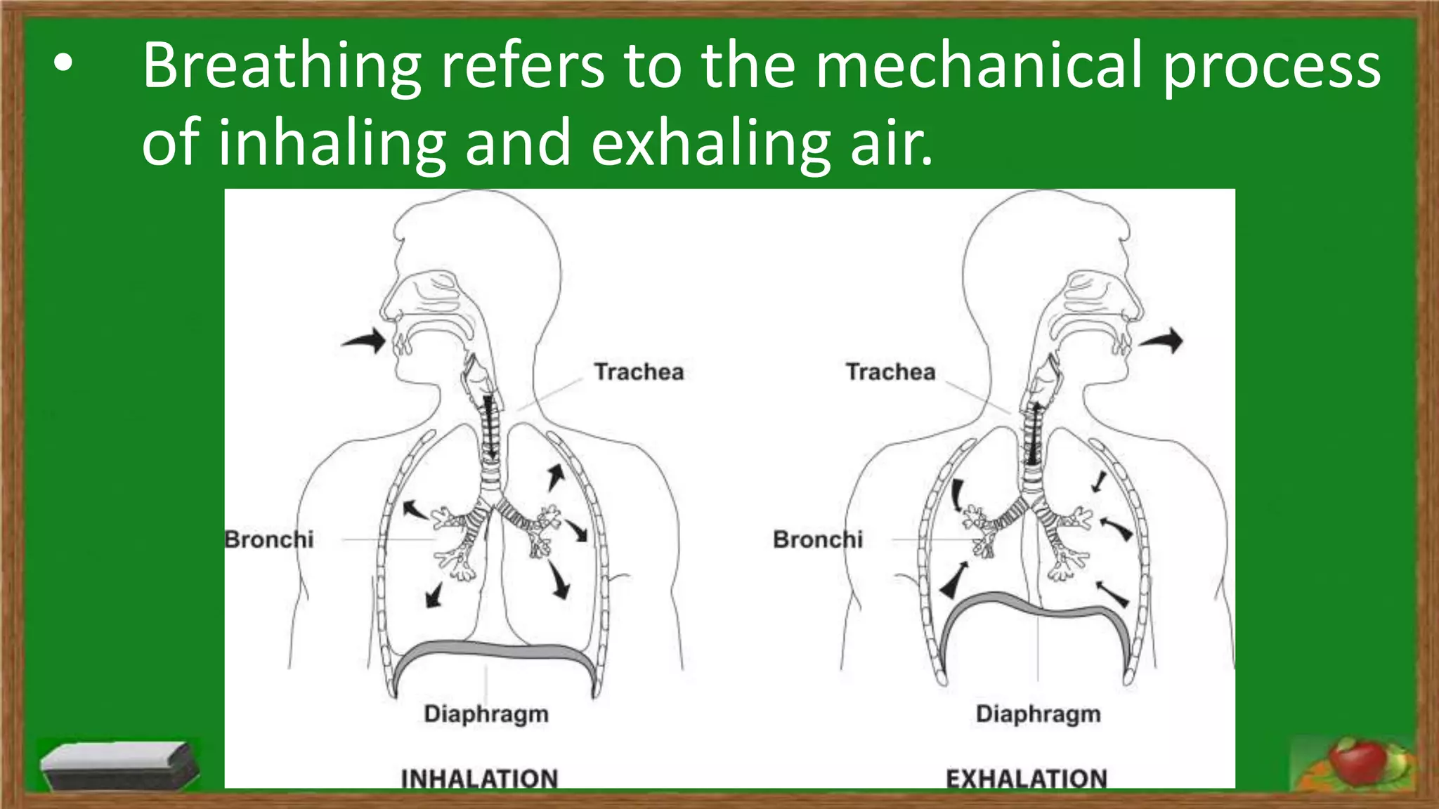1st science 14 traces the path of air and what happens | PPTX