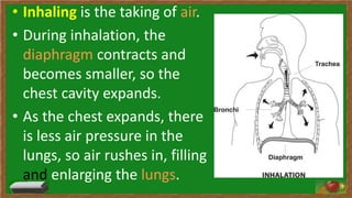 1st science 14 traces the path of air and what happens | PPTX