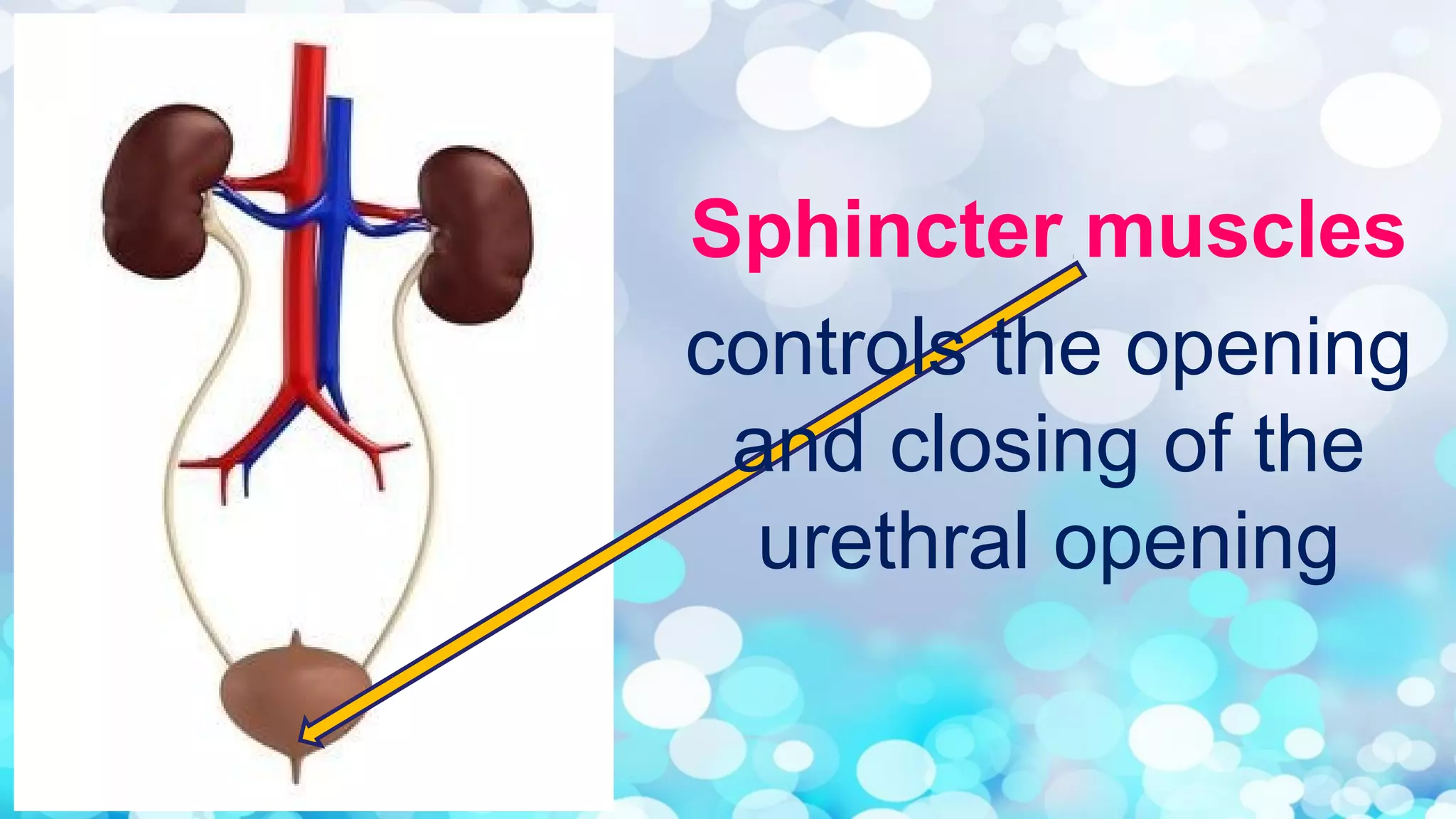 1st science 18 parts of the urinary system | PPT