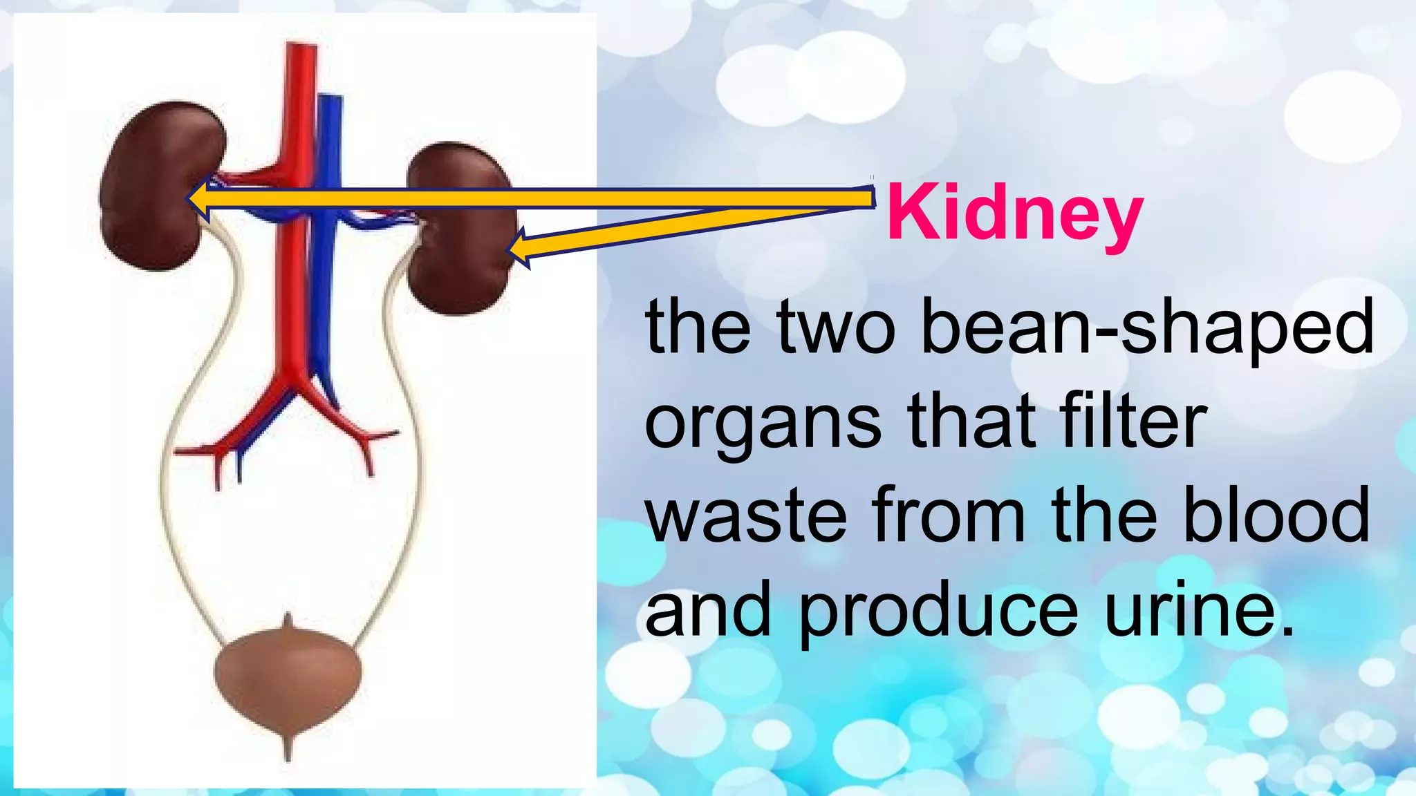 1st science 18 parts of the urinary system | PPT