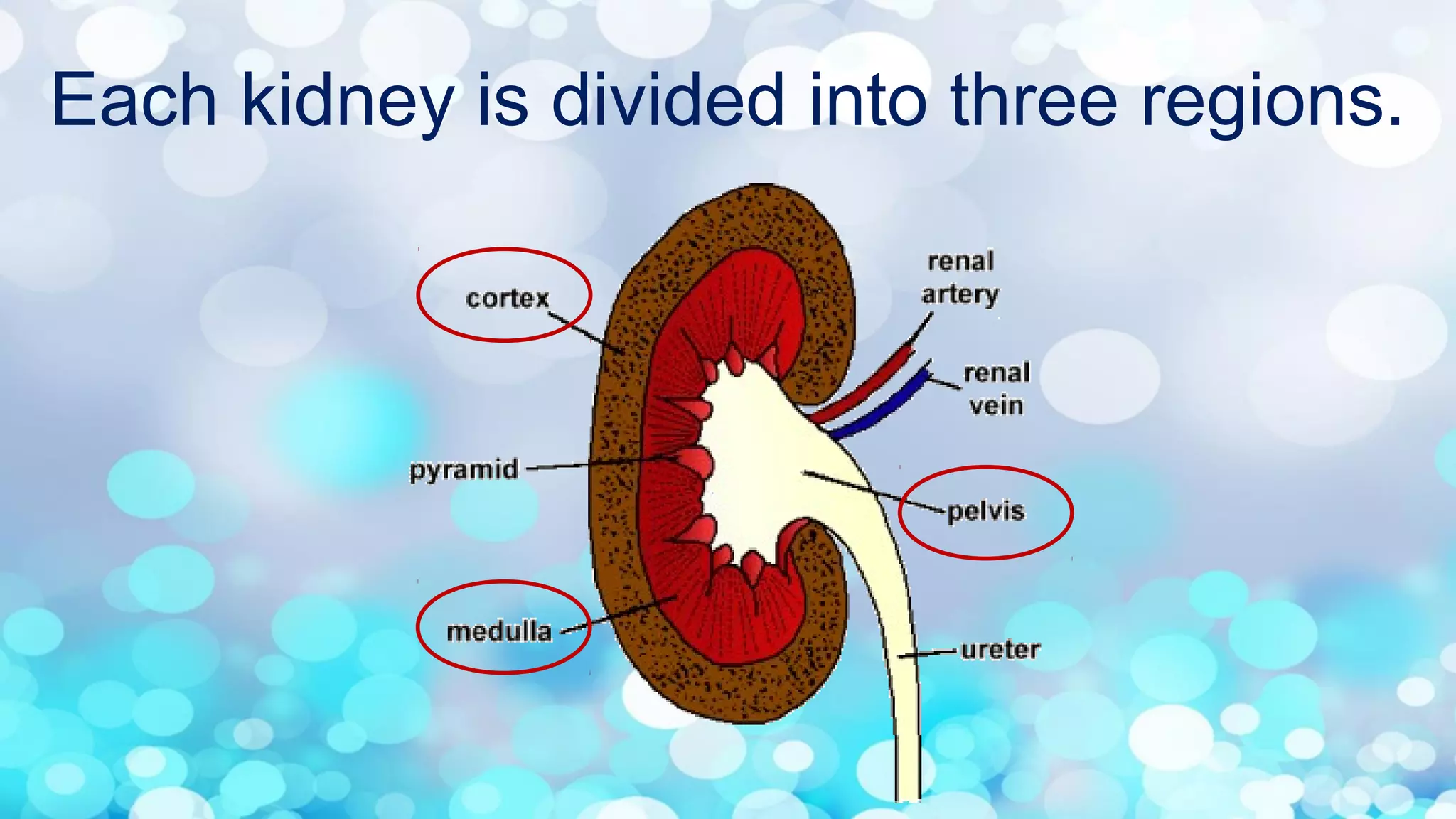 1st science 18 parts of the urinary system | PPT
