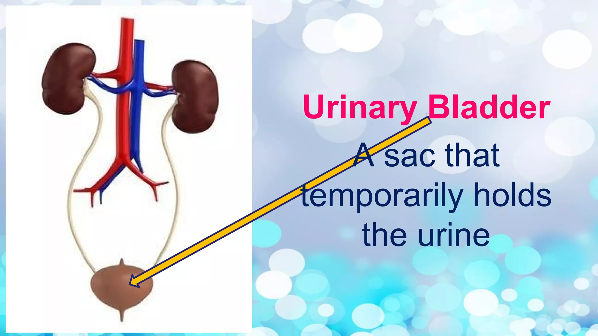 1st science 18 parts of the urinary system | PPT