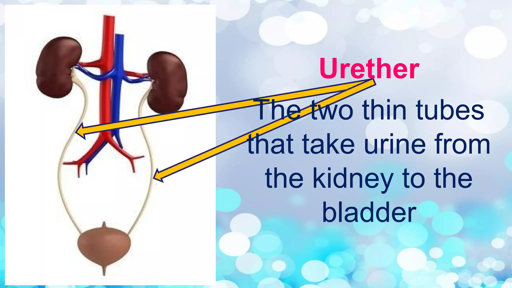 1st science 18 parts of the urinary system | PPT