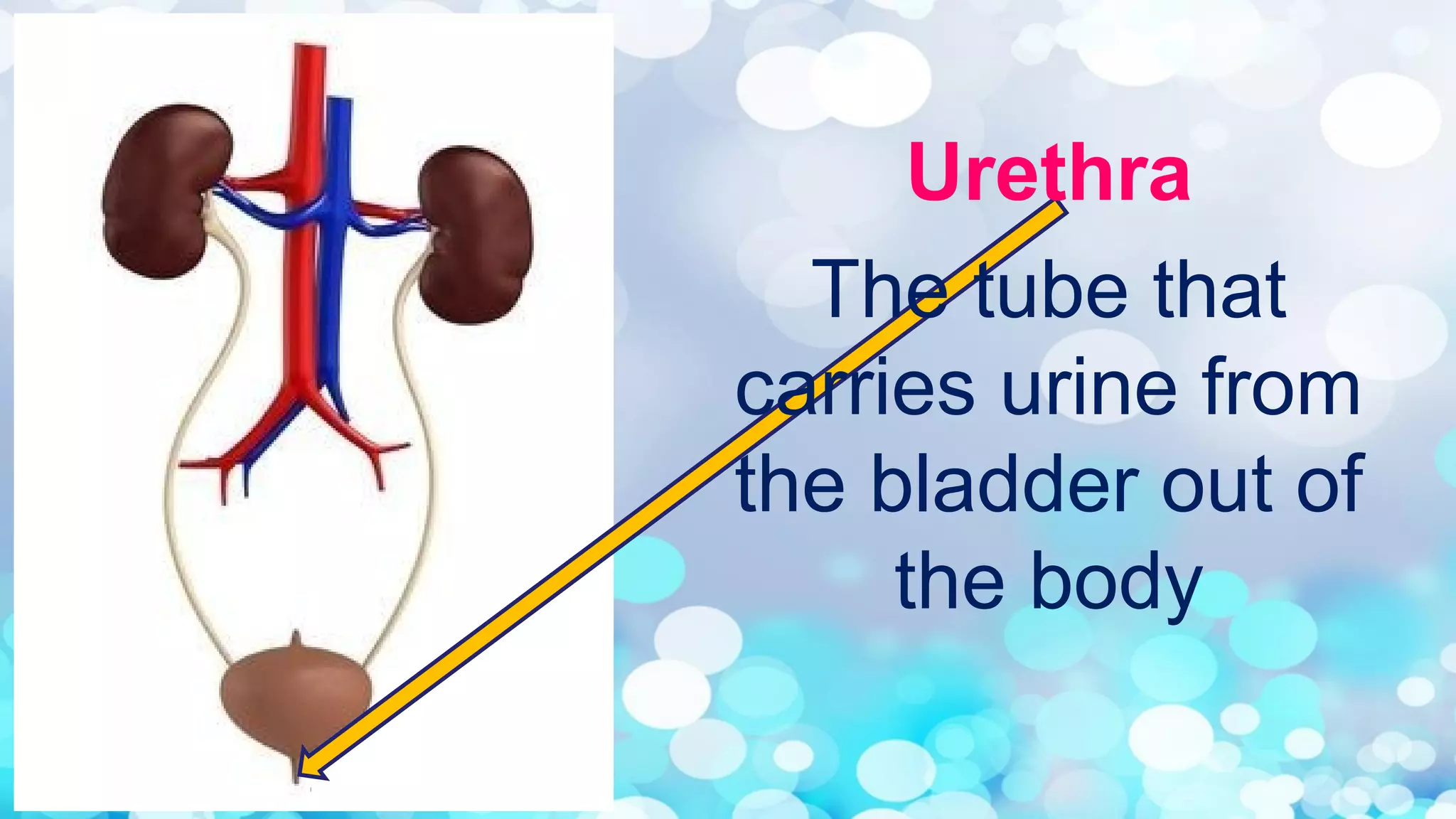 1st science 18 parts of the urinary system | PPT