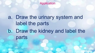 1st science 18 parts of the urinary system | PPT