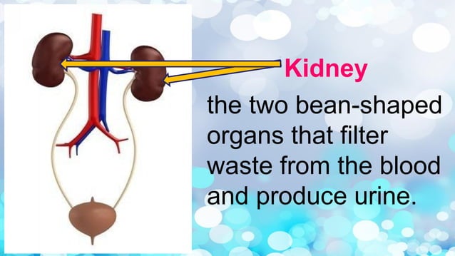 1st science 18 parts of the urinary system | PPT