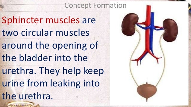 1st science 19 urinary system structure and functions