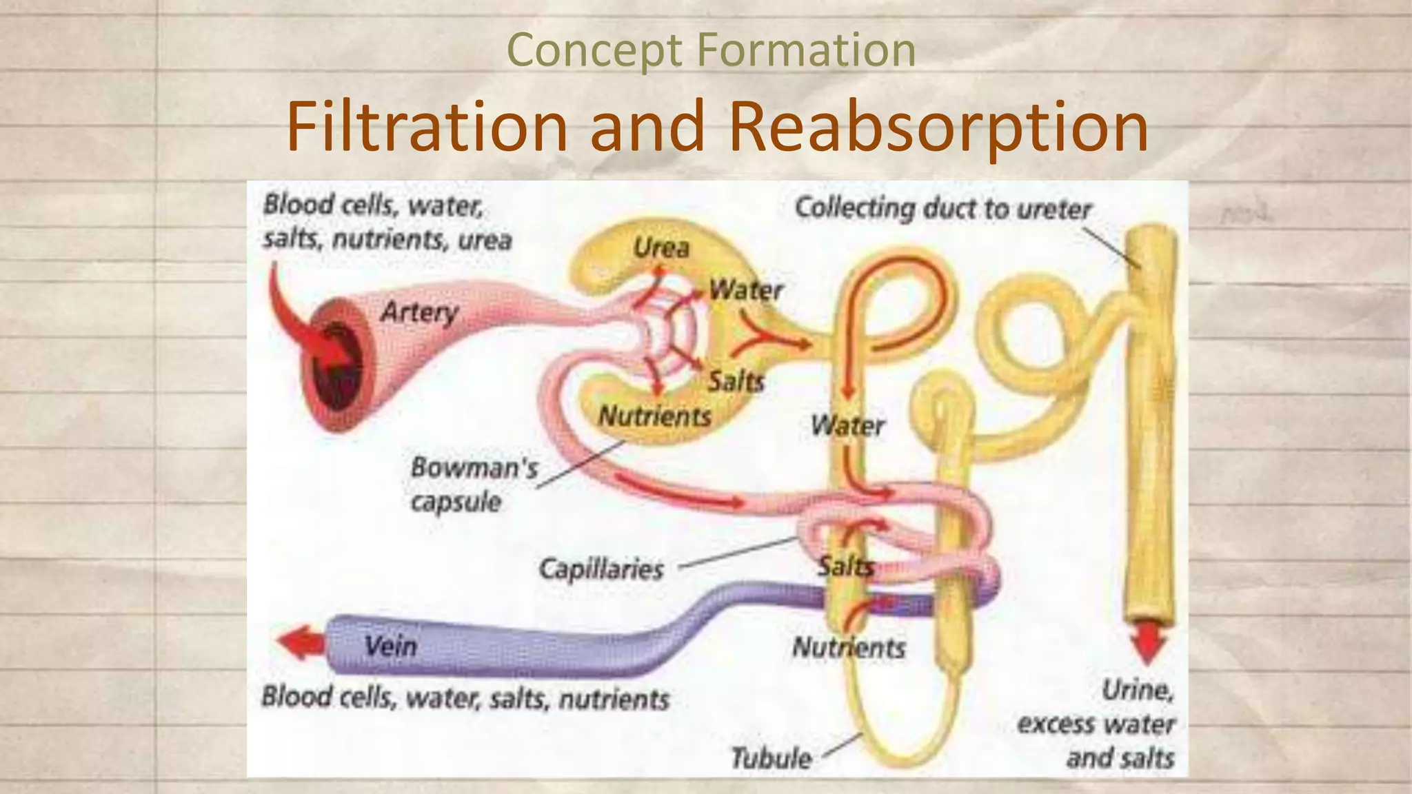1st science 20 process of eliminating urine | PPTX | Chemistry | Science