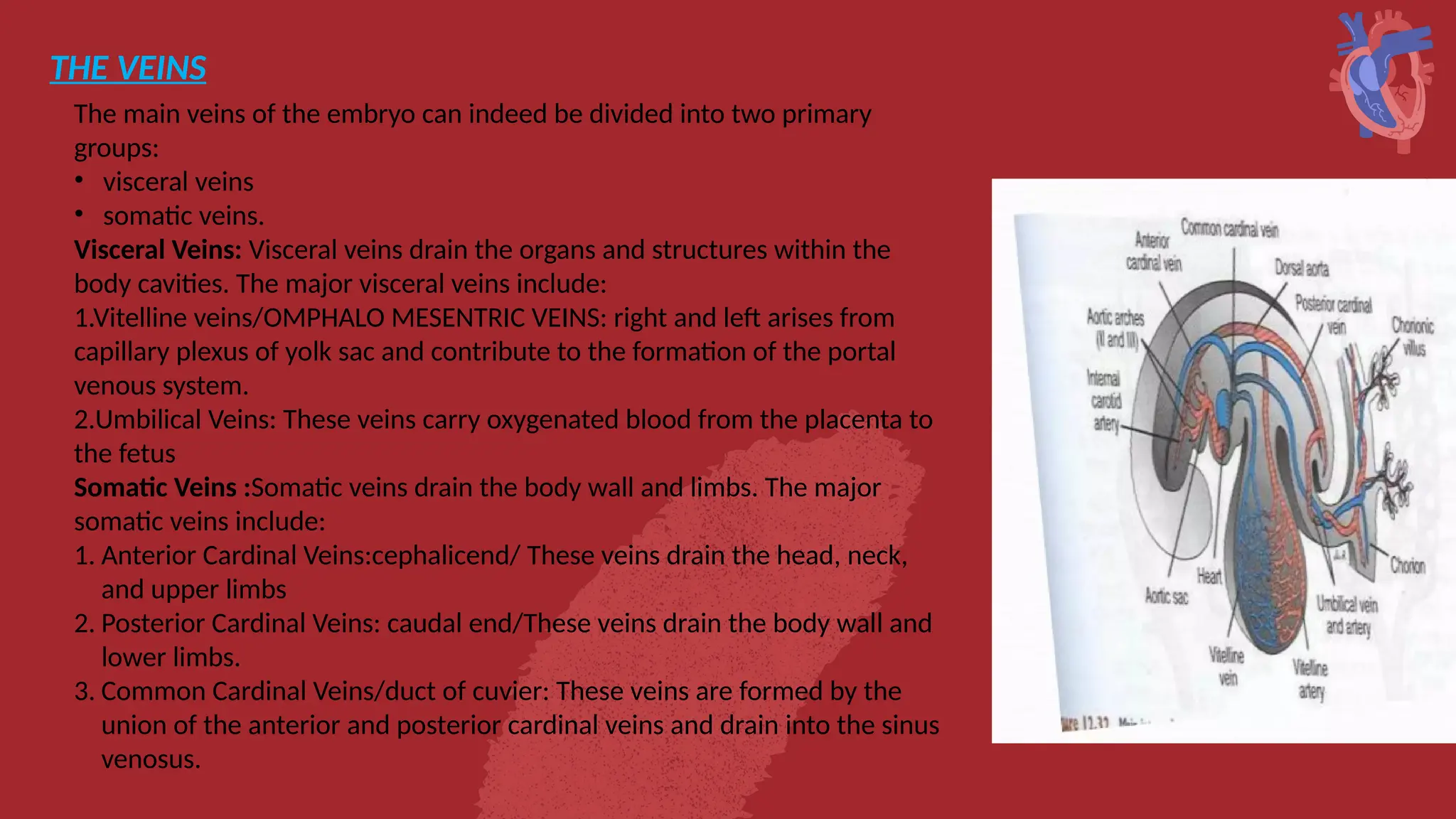 1st ppt developmental anatomy of heart.pptx