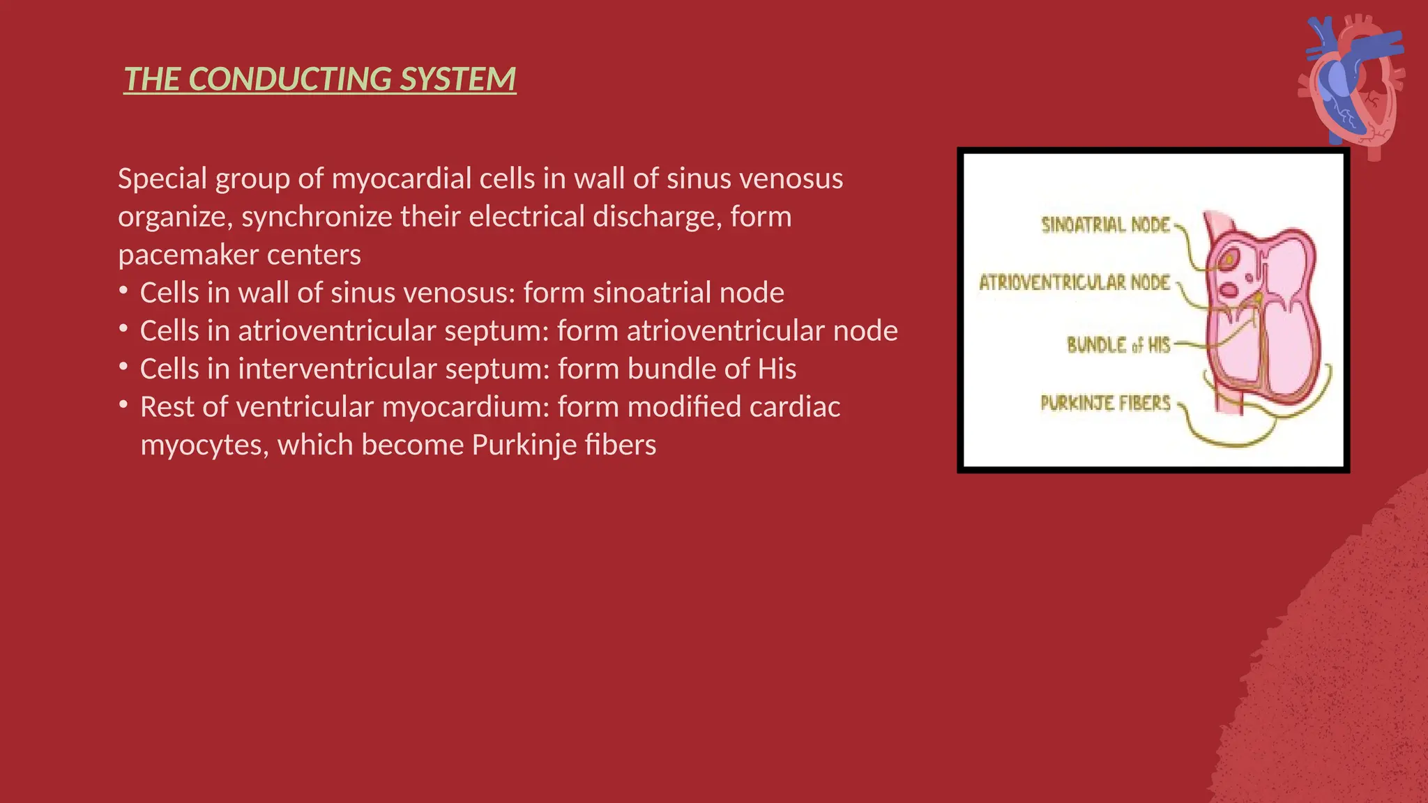 1st ppt developmental anatomy of heart.pptx