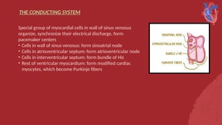 1st ppt developmental anatomy of heart.pptx