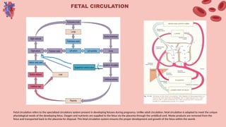 1st ppt developmental anatomy of heart.pptx