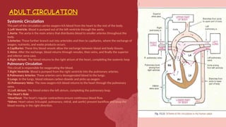 1st ppt developmental anatomy of heart.pptx