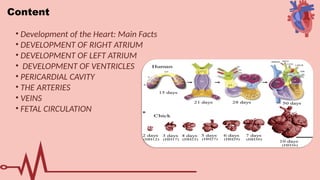 1st ppt developmental anatomy of heart.pptx