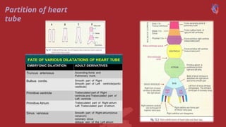 1st ppt developmental anatomy of heart.pptx
