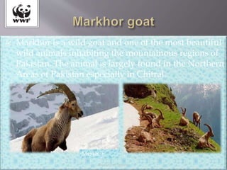 Chitral The Land Of Beauty | PPT