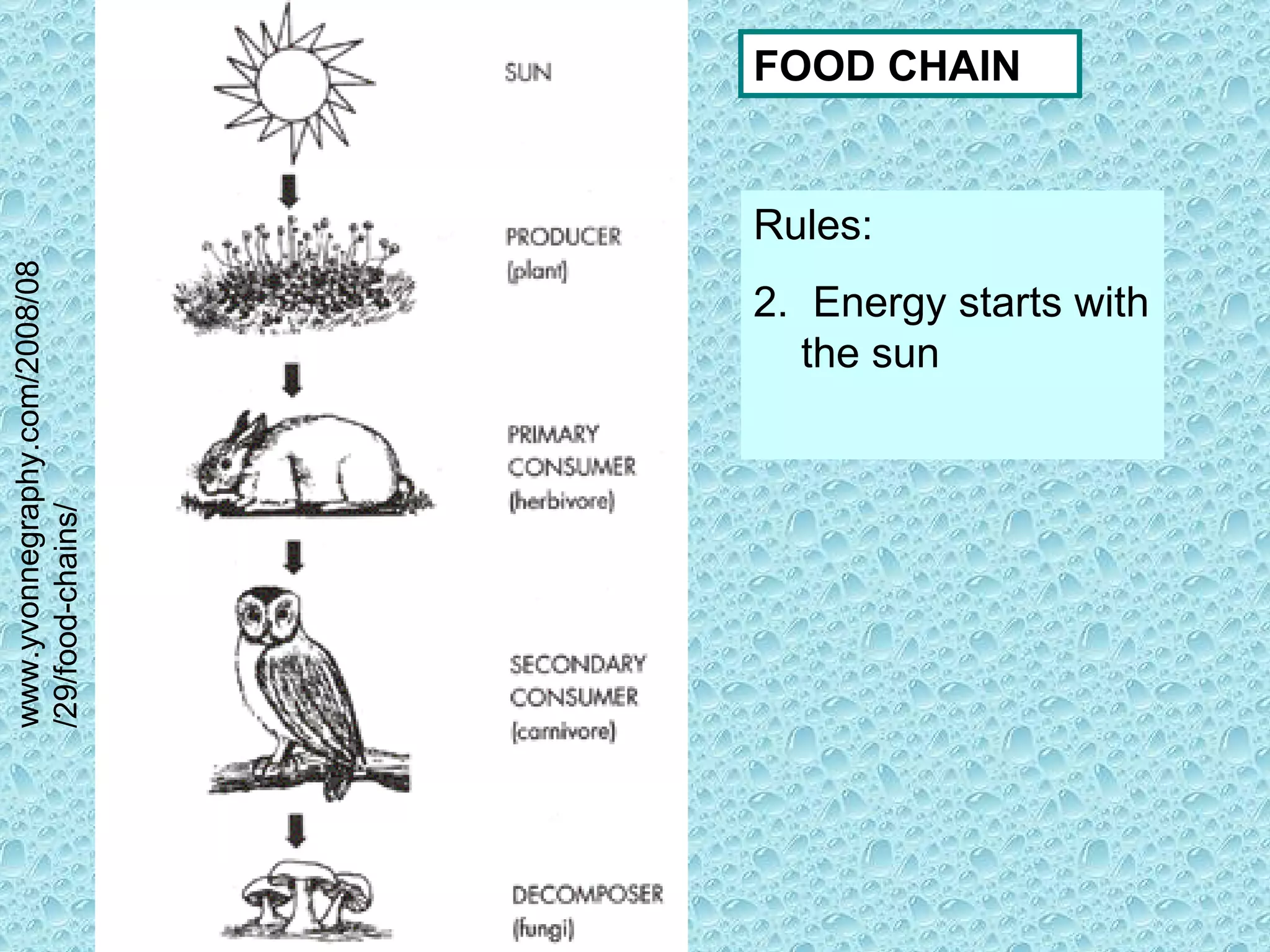 1st relationships & food chains: notes on energy flow: energy webs ...