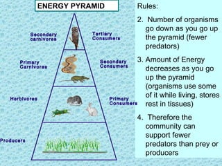 1st relationships & food chains: notes on energy flow: energy webs ...