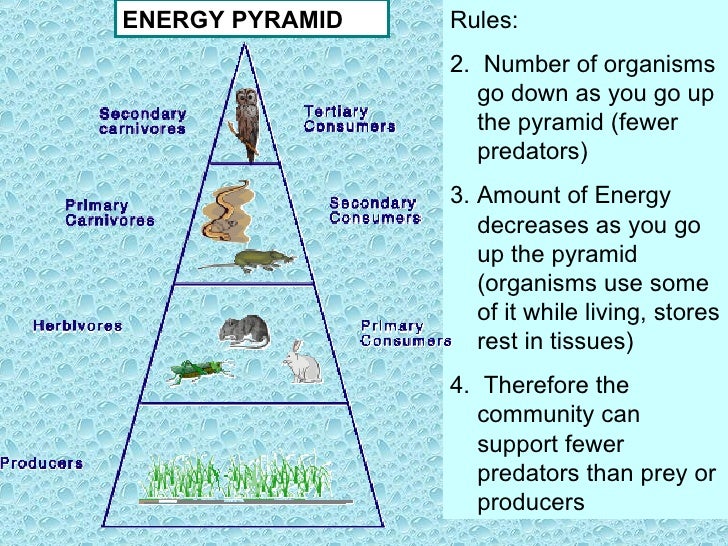1st relationships & food chains: notes on energy flow: energy webs,…