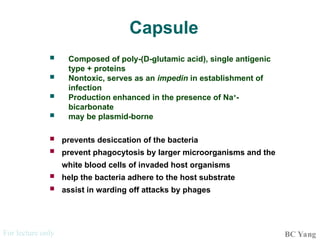 Structure cell bacteria (bakteriologi) .ppt