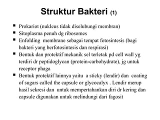 Structure cell bacteria (bakteriologi) .ppt
