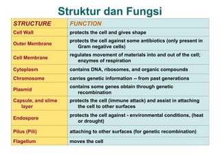 Structure Cell Bacteria Bakteriologi Ppt