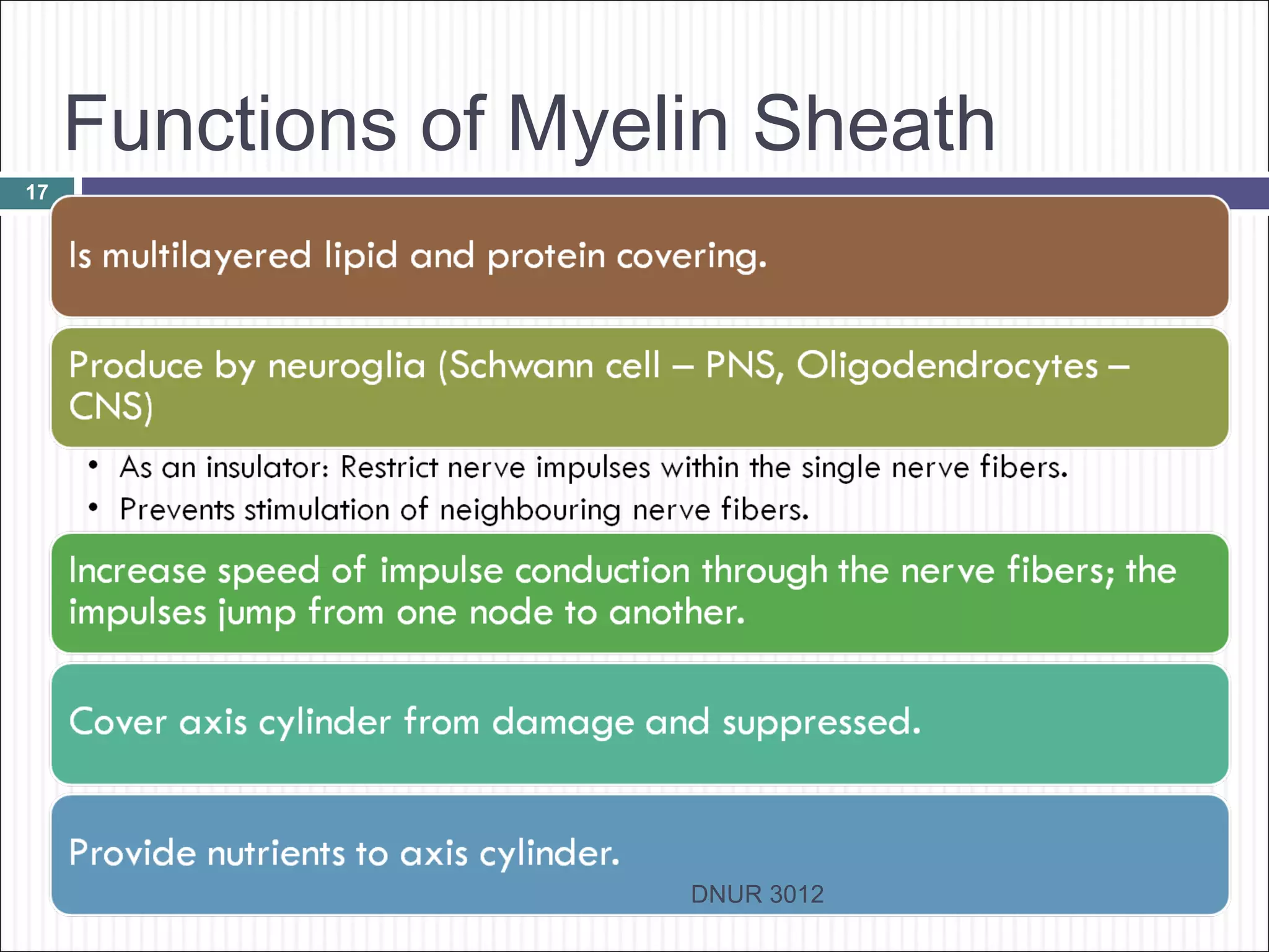 1 structure functions nerve cells | PPT