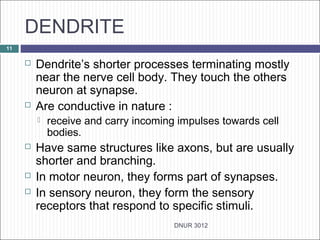 1 structure functions nerve cells | PPT