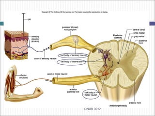 1 structure functions nerve cells | PPT