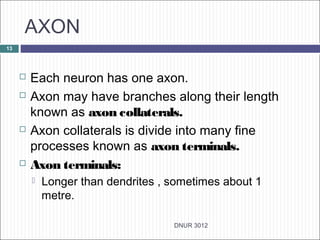 1 structure functions nerve cells | PPT