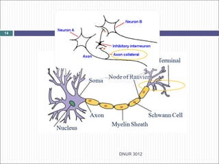 1 structure functions nerve cells | PPT