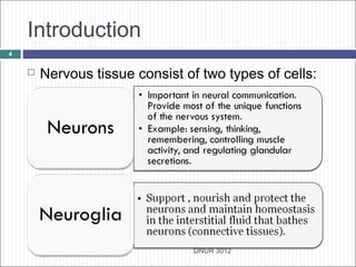 1 structure functions nerve cells | PPT