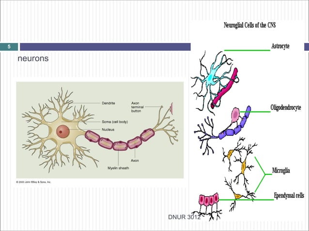 1 structure functions nerve cells | PPT | Brain and Nervous System ...