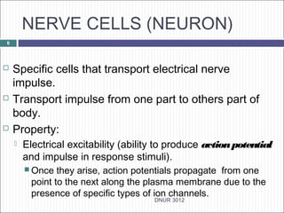 1 structure functions nerve cells | PPT
