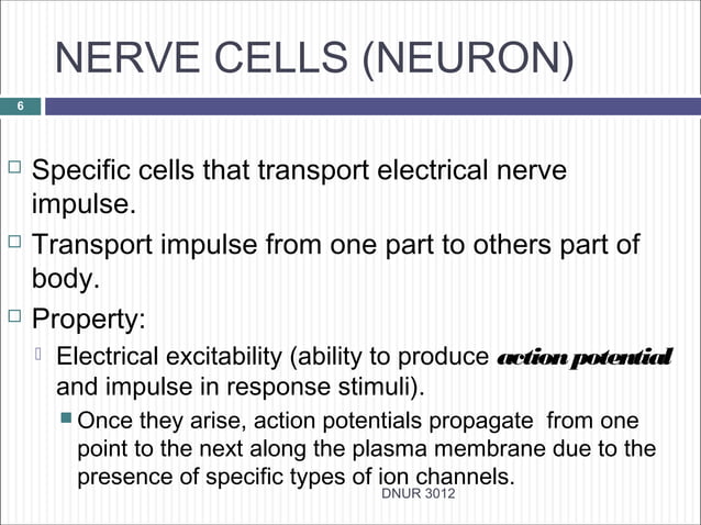 1 structure functions nerve cells | PPT | Brain and Nervous System ...