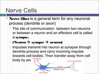 1 structure functions nerve cells | PPT